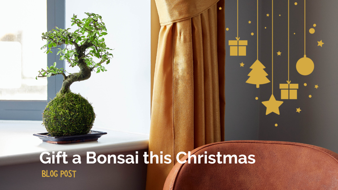 Why are Bonsai Trees a Perfect Gift for Christmas? – Tranquil Plants