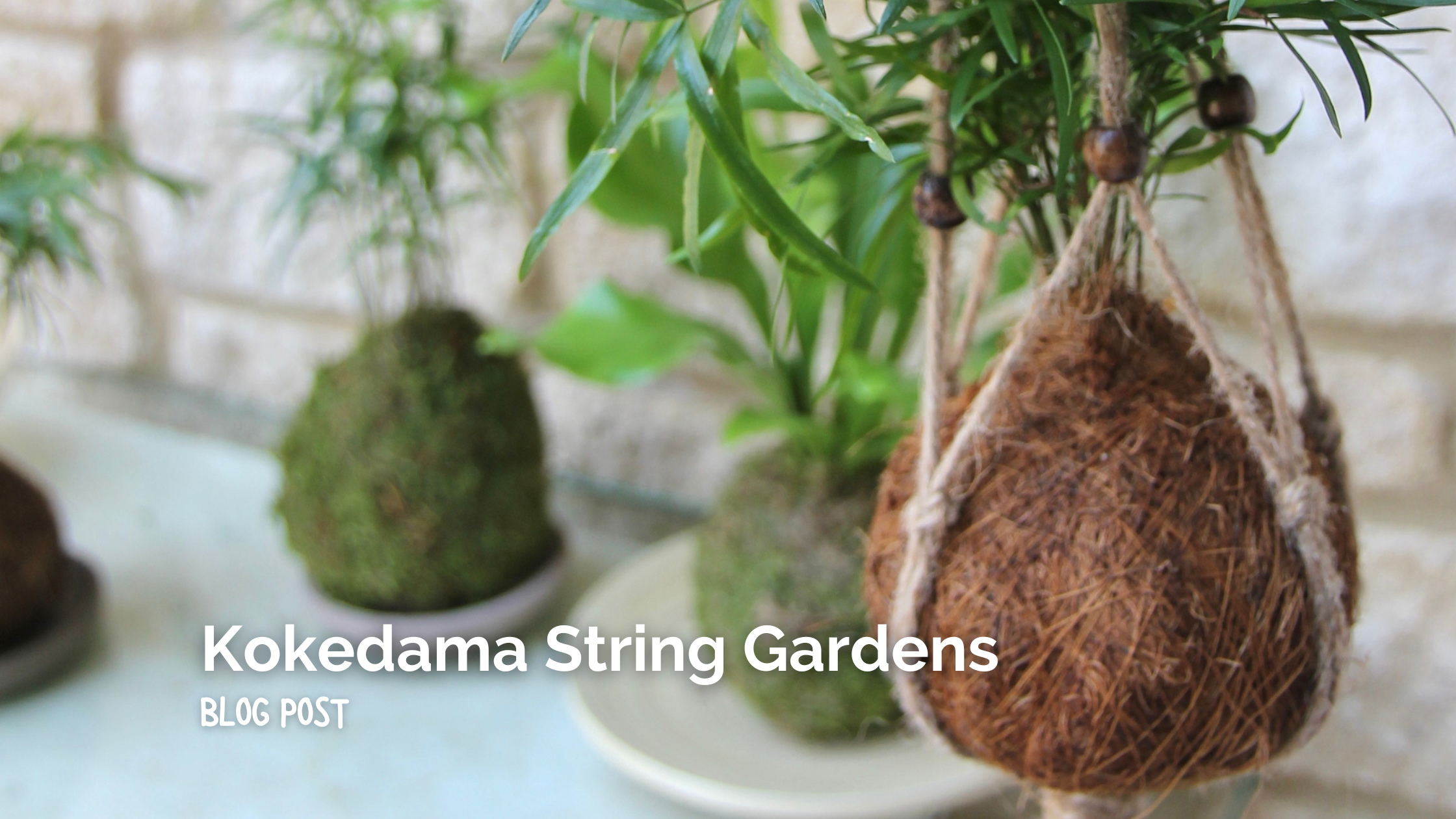 Kokedama String Gardens | Decorate with Hanging Plants – Tranquil Plants