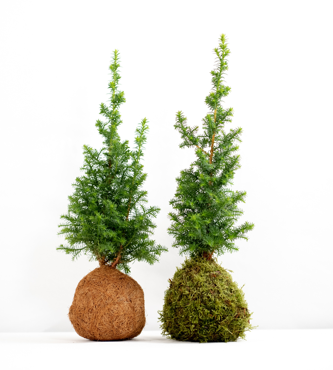Mini christmas tree (spruce Pine) Coco-Fibre Kokedama Tree – Tranquil ...